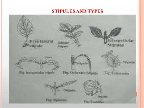 Morphology Of Leaf With Special Reference To Leaf Shape Surface