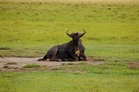 Blue Wildebeest Stands Eyeing Camera In Grassland In National African