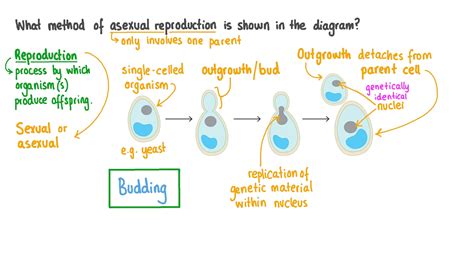 Asexual Reproduction Budding