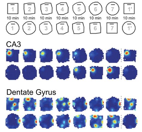 5 Pattern Separation In The Ca3 And Dentate Gyrus Of The Hippocampus Download Scientific