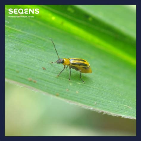 Seqens On Linkedin Biocontrol Microbiology Diabrotica Biotechnology Biological Pest…
