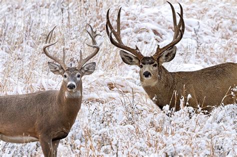 Mule Deer Vs Elk