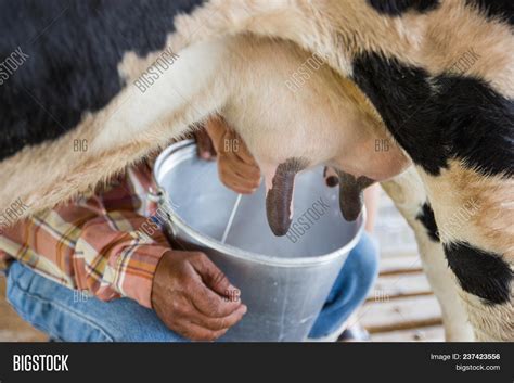 Milking Cows By Hand