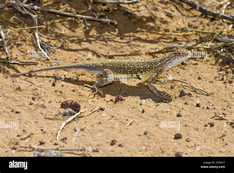 Male Speckled Earless Lizard Holbrookia Maculata Approximans