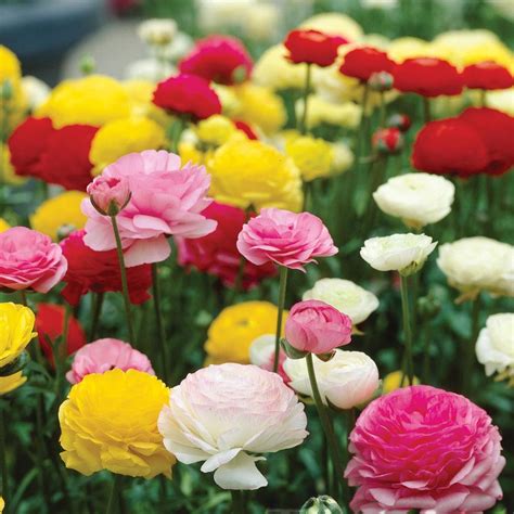 משתלת יודפת פקעות זרעי פרחים ירקות ותבלינים