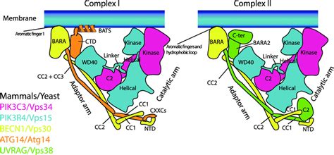 Schematic Structural Models Of Mutually Exclusive Complex I Left And