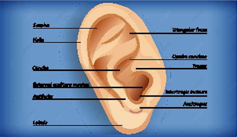 Anatomy Of External Ear Biology Human Incisure Vector Biology Human