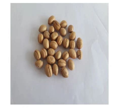 Polyalthia Pendula Seeds At ₹ 2100piece In Dehradun Id 2853602439712