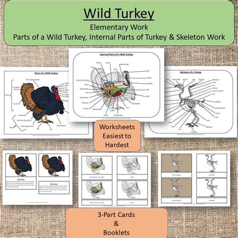Turkey Body Parts Diagram For Easy Understanding