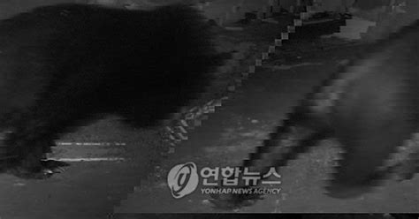 양구서 생포된 반달곰 사육 곰으로 판명