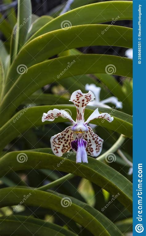 Vanda Tricolor Orchid At Home Garden Stock Image Image Of Blossom Wildflower 258085251