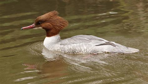Goosander At Stover Cp By Steve Hopper Devon Birds