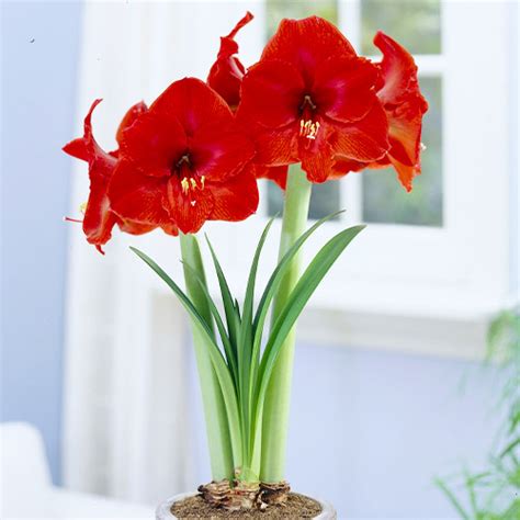 Amaryllis Hippeastrum Olaf For Sale Online In Eu Directly From The