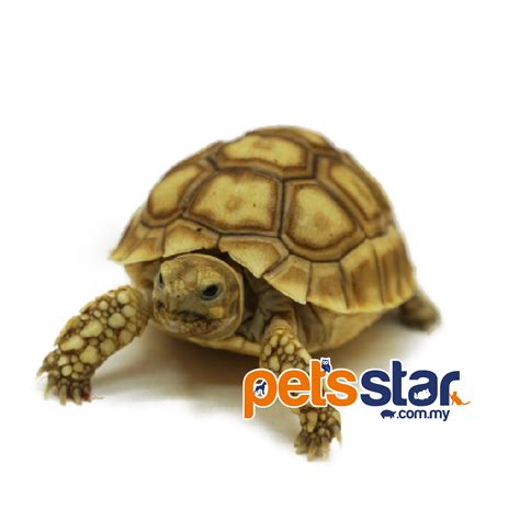 Sulcata Tortoise Centrochelys Sulcata African Spurred Tortoise