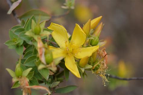 Hypericum Cordifolium Eflora Of India