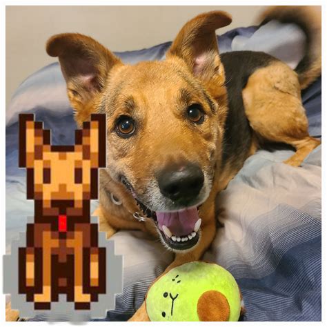 My Irl Pup Looks Just Like One Of The In Game Ones R Stardewvalley