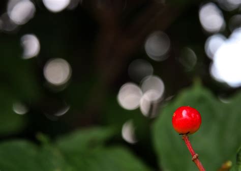 배경 화면 햇빛 자연 빨간 잔디 분기 녹색 골짜기 보케 봄 성역 말린 씨앗 플로라 싹 꽃잎 컴퓨터 벽지 닫다 매크로 사진 식물 줄기 수분