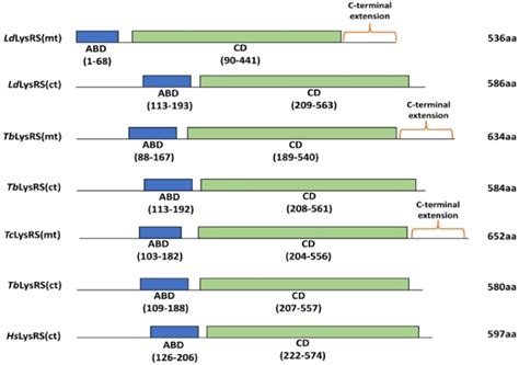 Domain Arrangement Of Trypanosomatid Vs Homo Sapiens Lysrs The