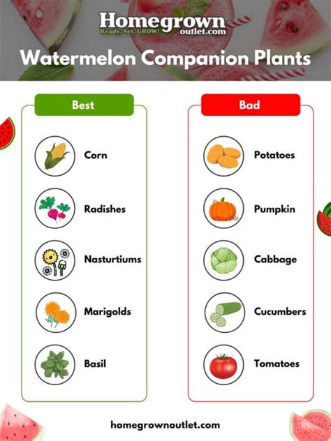 Watermelon Companion Plants Homegrown Outlet Pdf
