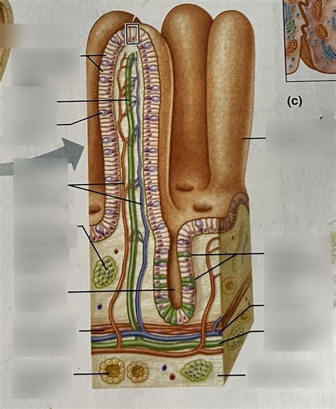 Structure Of A Villus Diagram Quizlet Structure Of A Villus Diagram Quizlet