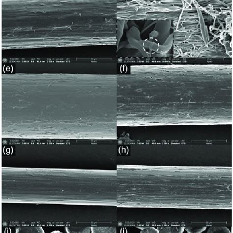 The Scanning Electron Microscopy Observation Of Polypropylene