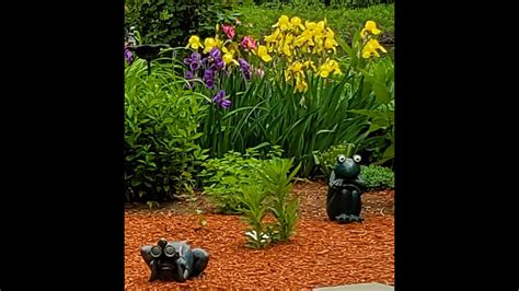 When To Deadhead Bearded Iris At William Deas Blog