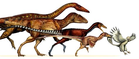 Chicken Evolution Are Chickens Dinosaurs Geology In