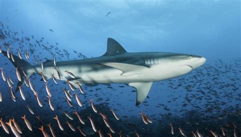 Sharks Of Galapagos Galapagos Unbound