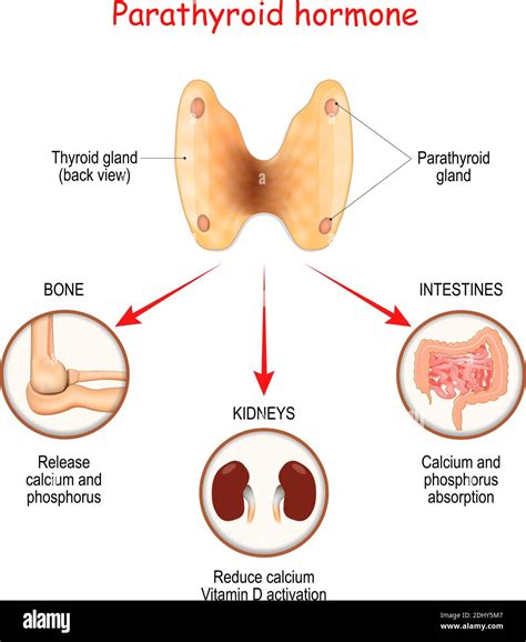 Hormones Produced By The Parathyroid Gland Parathyroid Hormone Pth Parathormone Parathyrin