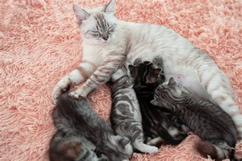 Cat Cuddling Her Newborn Kittens Melts Hearts Adorable