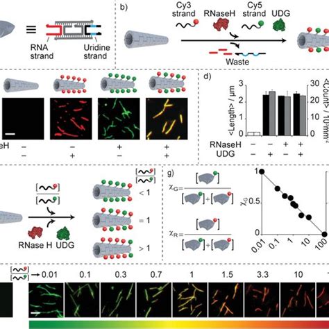 Dynamic Decoration Of Dna‐based Scaffolds A Cartoon Of The