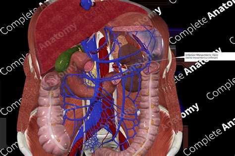 Inferior Mesenteric Vein Complete Anatomy