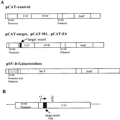 Schematic Of Constructs Linear Representations Of Plasmids Are Not Download Scientific Diagram