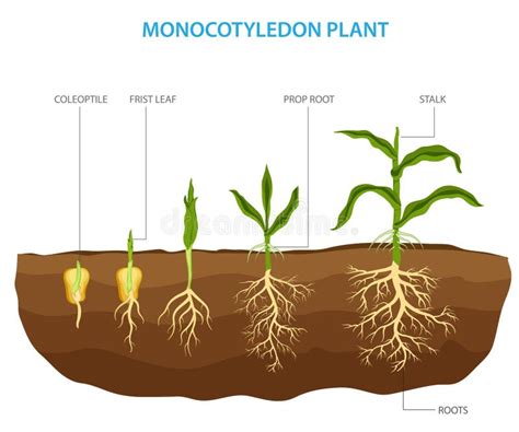 Monocotyledon Plants Also Known As Monocots Are A Type Of Flowering Plant Having A Single