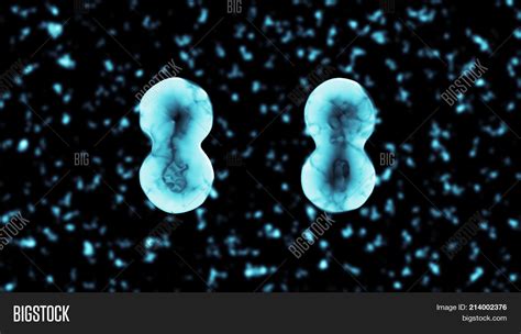 Binary Fission Image And Photo Free Trial Bigstock