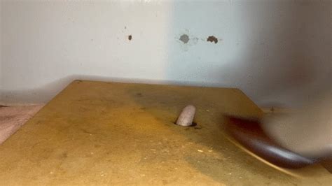 Dominated Under Heels Until His C Flows Mistresses C Box