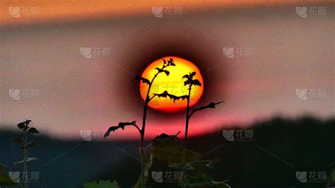 黄昏阳光下的树枝