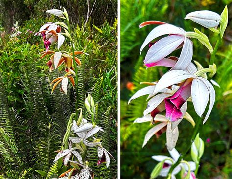 22 Beautiful Wildflowers Of Hawaii Wanderwisdom