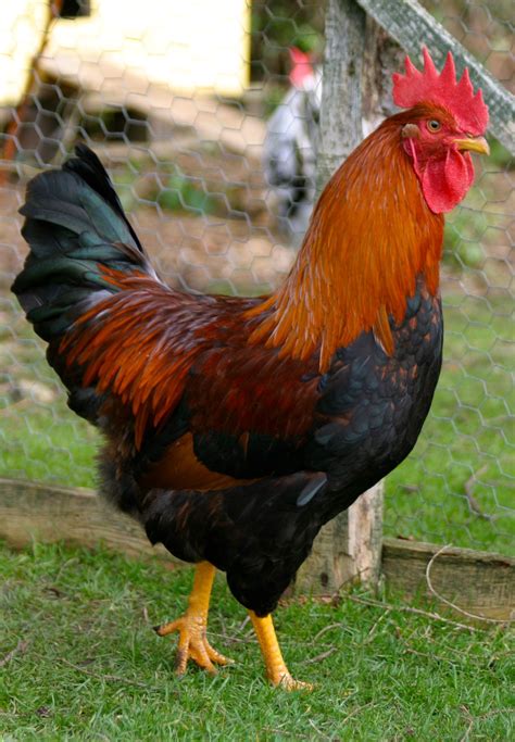 Welsummer Rooster