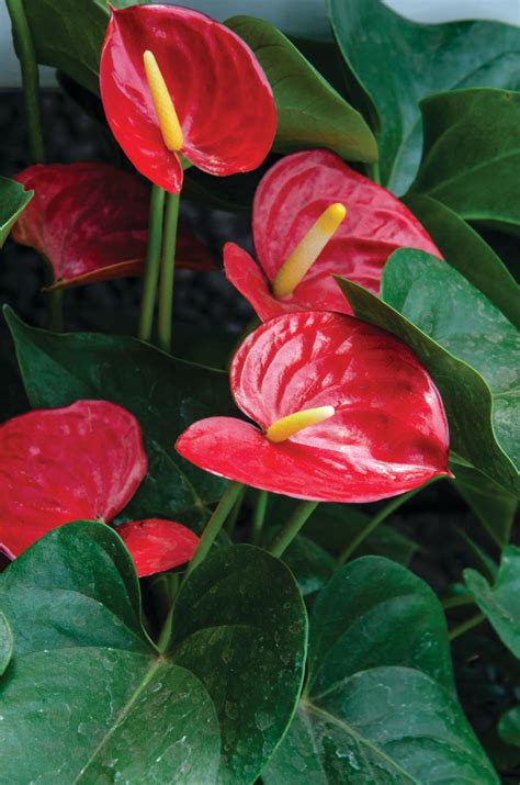 Cinco Plantas De Interior Con Flores Vistosas Para Sumar Color A Tus