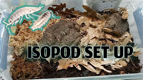 How To Make A Isopod Habitat At Chloe Chauvel Blog