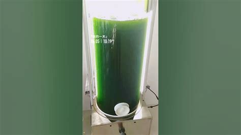 Microalgae Reactor Youtube