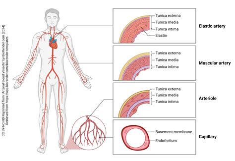 Arteries Veins And Capillaries Diagram