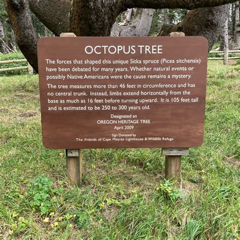 Octopus Tree Cape Meares Lighthouse Dr