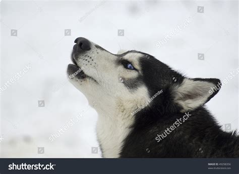 What Size Is Medium Husky At Bernard Baril Blog