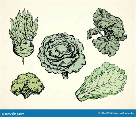 Cabbage Vector Drawing Stock Vector Illustration Of Natural 138430890