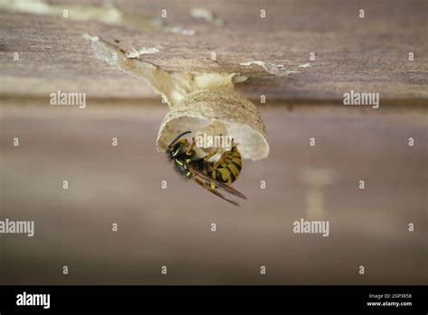 Queen Wasp Early Stages Of Building A Nest In Garden Shed Uk Queen