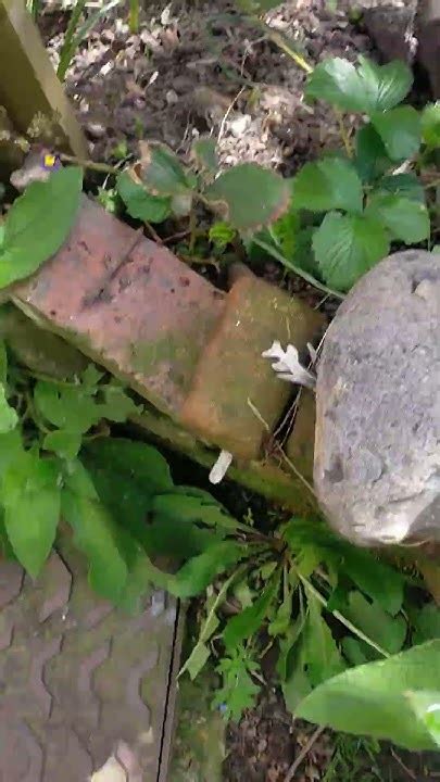 For The Tiny Pleasures Youtube