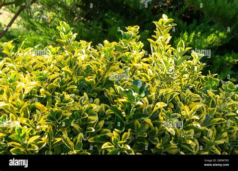 Euonymus Japonicus Hedge