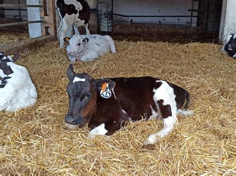 Visita Can Gel Y Conoce Una Granja Lechera Por Dentro
